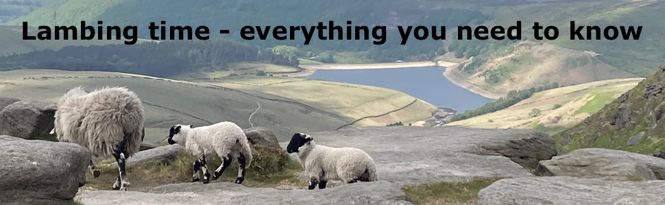 Lambing Time UK: What Walkers Need to Know (And Why It Happens When It ...