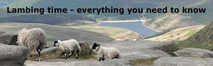 Lambing Time UK: What Walkers Need to Know (And Why It Happens When It ...